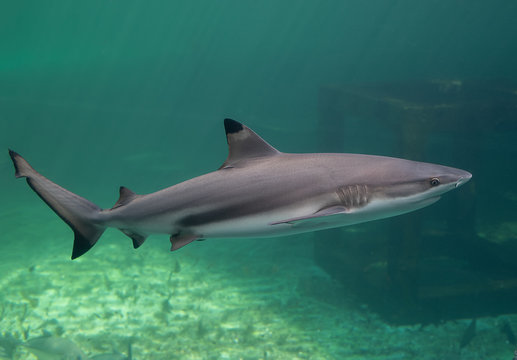 "Reef Shark" Images – Browse 3,543 Stock Photos, Vectors, and Video ...