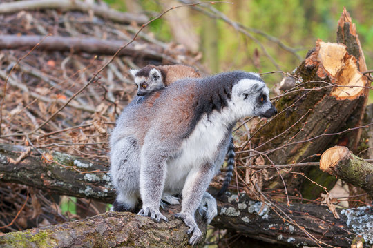 รูปภาพLemuriformes – เลือกดูภาพถ่ายสต็อก เวกเตอร์ และวิดีโอ47,162 ...