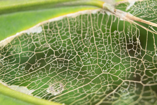 "Perforated Leaf" Images – Browse 135 Stock Photos, Vectors, and Video ...