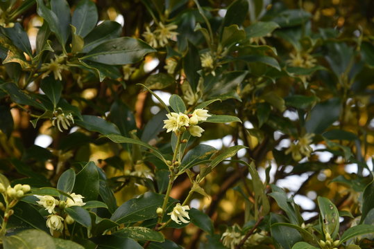 รูปภาพShikimi – เลือกดูภาพถ่ายสต็อก เวกเตอร์ และวิดีโอ45,177 | Adobe Stock