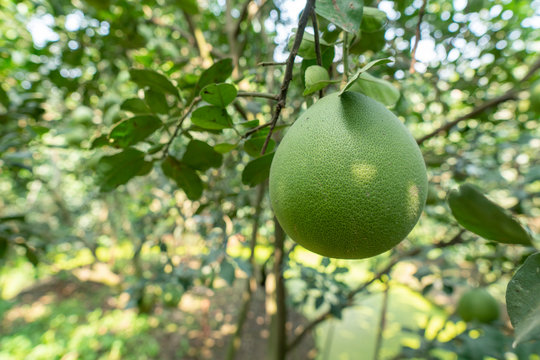 รูปภาพPomela – เลือกดูภาพถ่ายสต็อก เวกเตอร์ และวิดีโอ550 | Adobe Stock