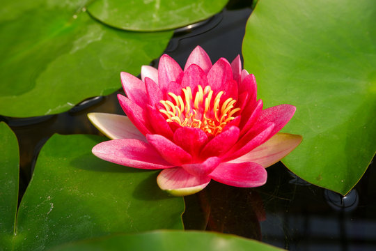 "Red Lotus" Images – Browse 423 Stock Photos, Vectors, and Video ...