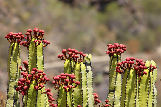 「Pinchar」の画像 - 798 件の Stock 写真、ベクターおよびビデオ | Adobe Stock