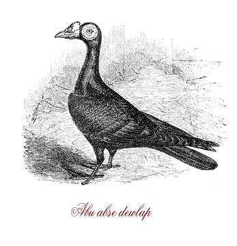 Zuchttauben-Bilder: Stock-Fotos & -Videos. | Adobe Stock