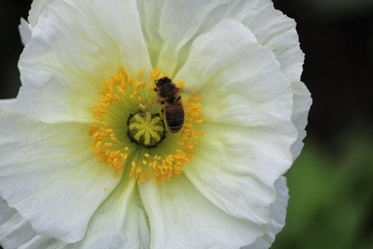 รูปภาพAnthophila – เลือกดูภาพถ่ายสต็อก เวกเตอร์ และวิดีโอ1,613 | Adobe ...