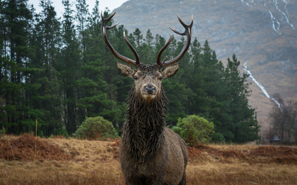 Imagens de Cervidae – Explore Fotografias do Stock, Vetores e Vídeos de ...