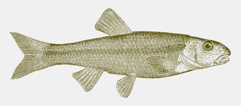 Cyprinids bilder – Bläddra bland 5,420 stockfoton, vektorer och videor ...