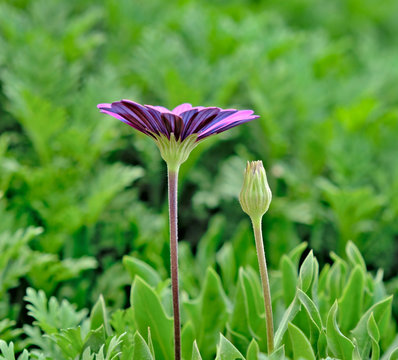 Plower Bilder – Durchsuchen 9,874 Archivfotos, Vektorgrafiken und ...