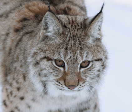Linx Images – Parcourir 301 le catalogue de photos, vecteurs et vidéos ...