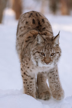 Linx Images – Parcourir 301 le catalogue de photos, vecteurs et vidéos ...