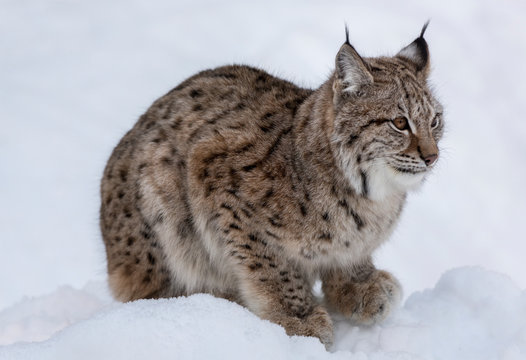 Linx Images – Parcourir 301 le catalogue de photos, vecteurs et vidéos ...