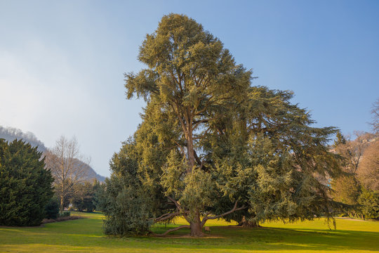 Olmo 이미지 – 찾아보기 947 스톡 사진, 벡터 및 비디오 | Adobe Stock