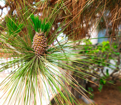 รูปภาพMicrostrobilus – เลือกดูภาพถ่ายสต็อก เวกเตอร์ และวิดีโอ208 ...