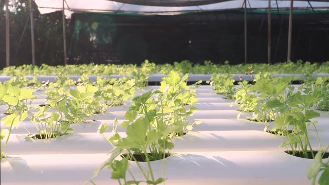 รูปภาพShaow – เลือกดูภาพถ่ายสต็อก เวกเตอร์ และวิดีโอ23 | Adobe Stock