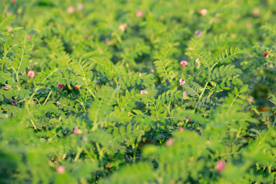 Harbhara Images – Browse 270 Stock Photos, Vectors, and Video | Adobe Stock