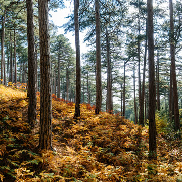 Foreat Images – Browse 387 Stock Photos, Vectors, and Video | Adobe Stock