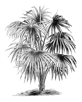 รูปภาพ"Buri Palm" – เลือกดูภาพถ่ายสต็อก เวกเตอร์ และวิดีโอ87 | Adobe Stock