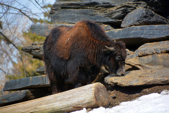 รูปภาพBovid – เลือกดูภาพถ่ายสต็อก เวกเตอร์ และวิดีโอ36,046 | Adobe Stock