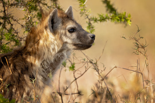 "Spotted Hyena" Bilder – Durchsuchen 13,676 Archivfotos, Vektorgrafiken ...