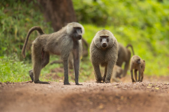 「Cercopithecidae」の画像 - 5,802 件の Stock 写真、ベクターおよびビデオ | Adobe Stock