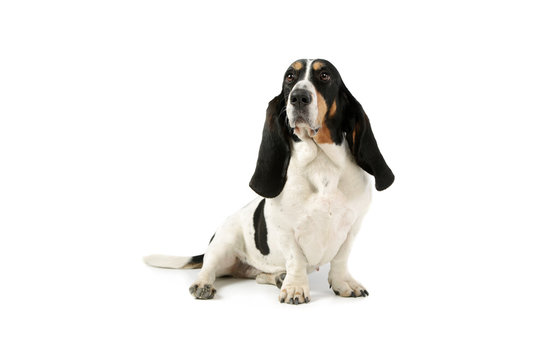 Basset Bilder – Durchsuchen 10,281 Archivfotos, Vektorgrafiken und ...