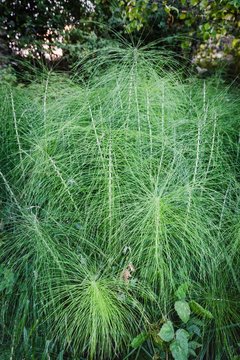 รูปภาพArthrophyta – เลือกดูภาพถ่ายสต็อก เวกเตอร์ และวิดีโอ454 | Adobe Stock