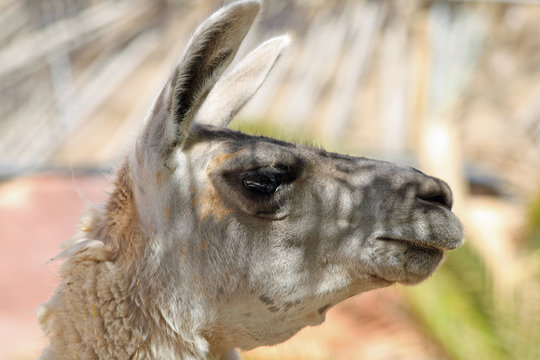 「Tylopoda」の画像 - 189 件の Stock 写真、ベクターおよびビデオ | Adobe Stock