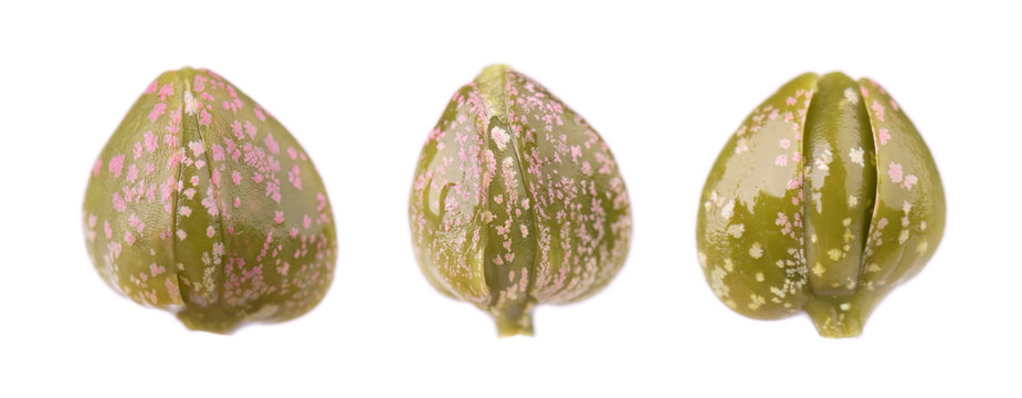 Kapers 이미지 – 찾아보기 397 스톡 사진, 벡터 및 비디오 | Adobe Stock