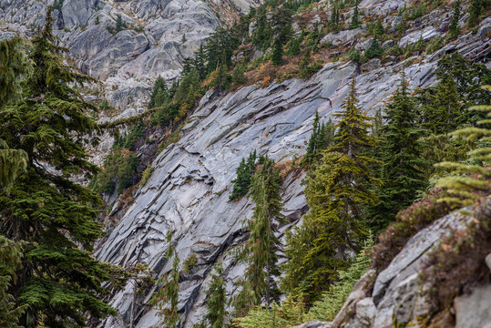 Pilchuck-Bilder: Stock-Fotos & -Videos. | Adobe Stock