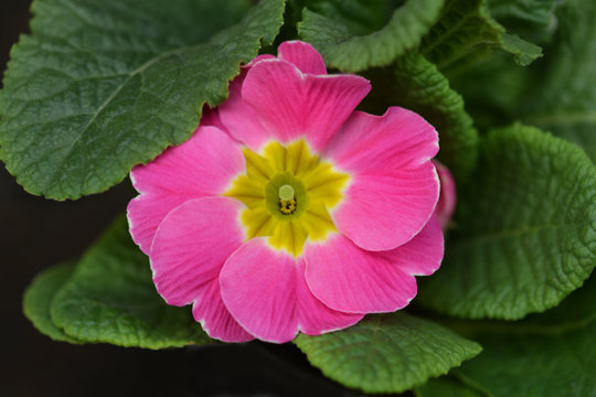 "English Primrose" Images – Browse 197,944 Stock Photos, Vectors, and ...