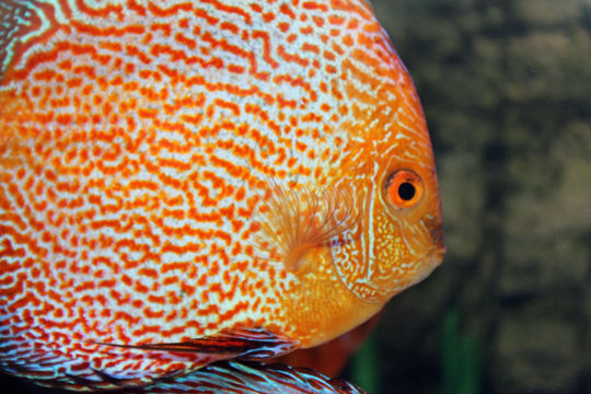 "Round Fish" Images – Browse 118 Stock Photos, Vectors, and Video ...