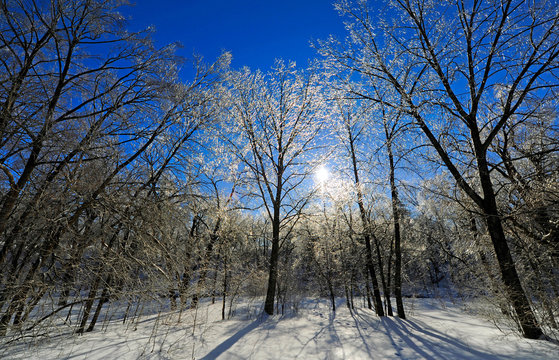 Verglacé - Images et vidéos libres de droits | Adobe Stock
