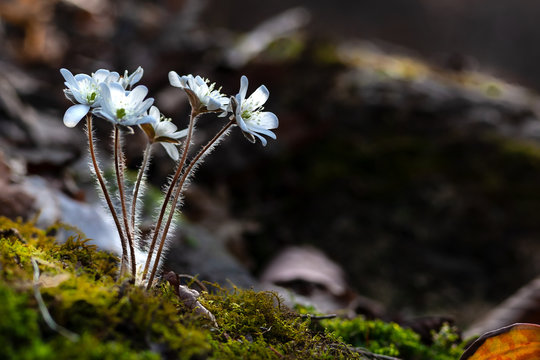 「Liverleaf」の画像 - 15,582 件の Stock 写真、ベクターおよびビデオ | Adobe Stock