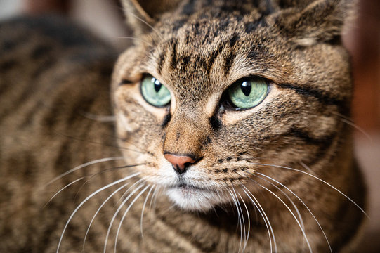 Tigercat Images – Browse 36 Stock Photos, Vectors, and Video | Adobe Stock