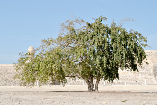 รูปภาพSidra – เลือกดูภาพถ่ายสต็อก เวกเตอร์ และวิดีโอ1,889 | Adobe Stock