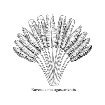 Ravinala Images – Parcourir 2,402 le catalogue de photos, vecteurs et ...