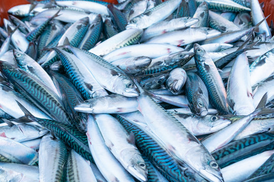 รูปภาพPescada – เลือกดูภาพถ่ายสต็อก เวกเตอร์ และวิดีโอ242 | Adobe Stock