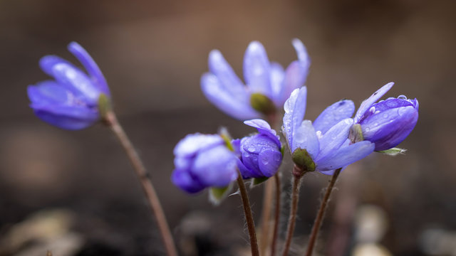 รูปภาพHalbschattig – เลือกดูภาพถ่ายสต็อก เวกเตอร์ และวิดีโอ224 | Adobe ...