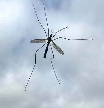 Schnacke Bilder – Durchsuchen 6,288 Archivfotos, Vektorgrafiken und ...