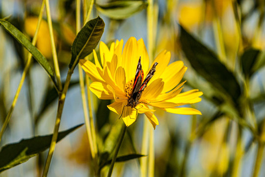 รูปภาพSommersonne – เลือกดูภาพถ่ายสต็อก เวกเตอร์ และวิดีโอ1,110 | Adobe ...