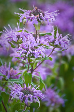 Monarda Images – Browse 39 Stock Photos, Vectors, and Video | Adobe Stock