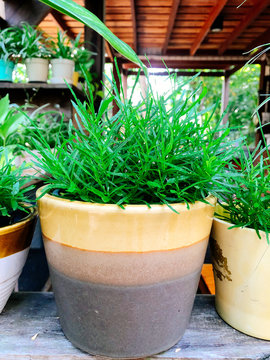 รูปภาพ"Mini Pot" – เลือกดูภาพถ่ายสต็อก เวกเตอร์ และวิดีโอ75 | Adobe Stock