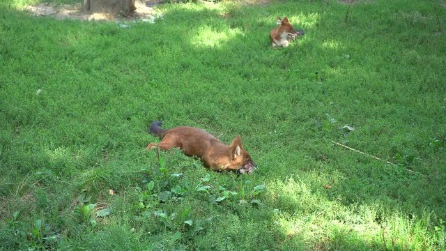 "Chinese Dhole" Images – Browse 318 Stock Photos, Vectors, and Video ...