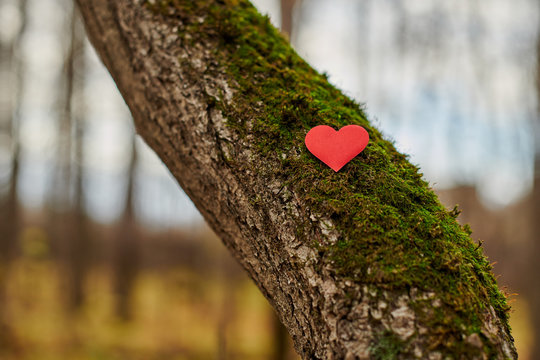 รูปภาพDendrophilia – เลือกดูภาพถ่ายสต็อก เวกเตอร์ และวิดีโอ93 | Adobe Stock