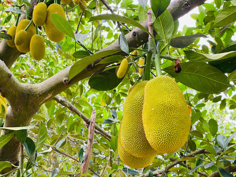 Jackfrucht 影像 – 瀏覽 174 個素材庫相片、向量圖和影片 | Adobe Stock