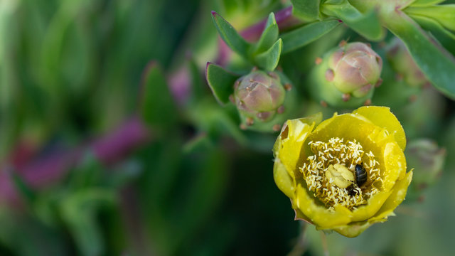 รูปภาพFrower – เลือกดูภาพถ่ายสต็อก เวกเตอร์ และวิดีโอ739 | Adobe Stock