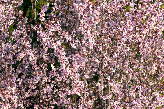 Lilla Bilder – Durchsuchen 5,489 Archivfotos, Vektorgrafiken und Videos ...