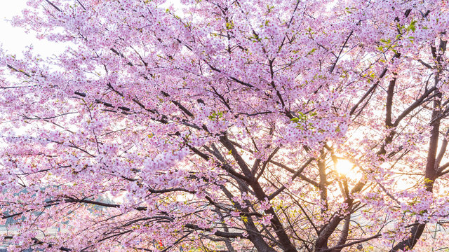 รูปภาพHitachinaka – เลือกดูภาพถ่ายสต็อก เวกเตอร์ และวิดีโอ1,118 | Adobe ...