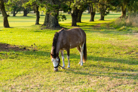 Imagens de Potrillo – Explore Fotografias do Stock, Vetores e Vídeos de ...