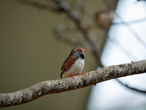 Otterrute Bilder – Durchsuchen 103 Archivfotos, Vektorgrafiken und ...